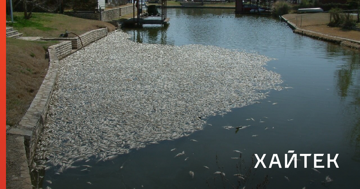 Найден самый большой белок в природе: он помогает водорослям убивать рыб