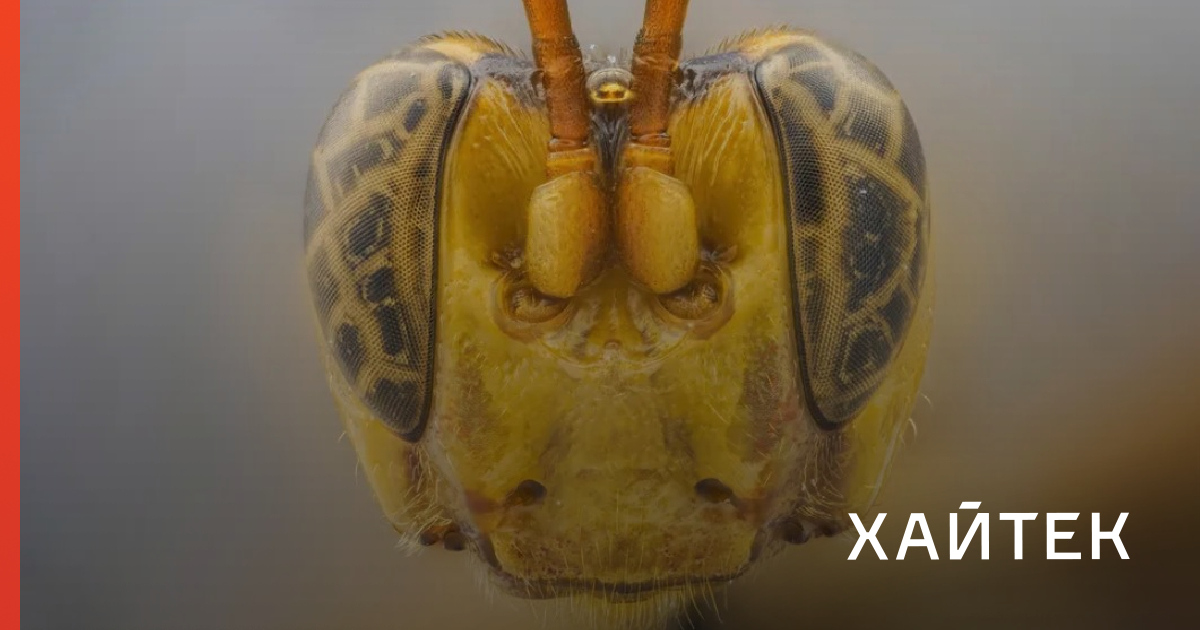 Найдена рогатая оса-инопланетянин, которая откадывает яйца в животных