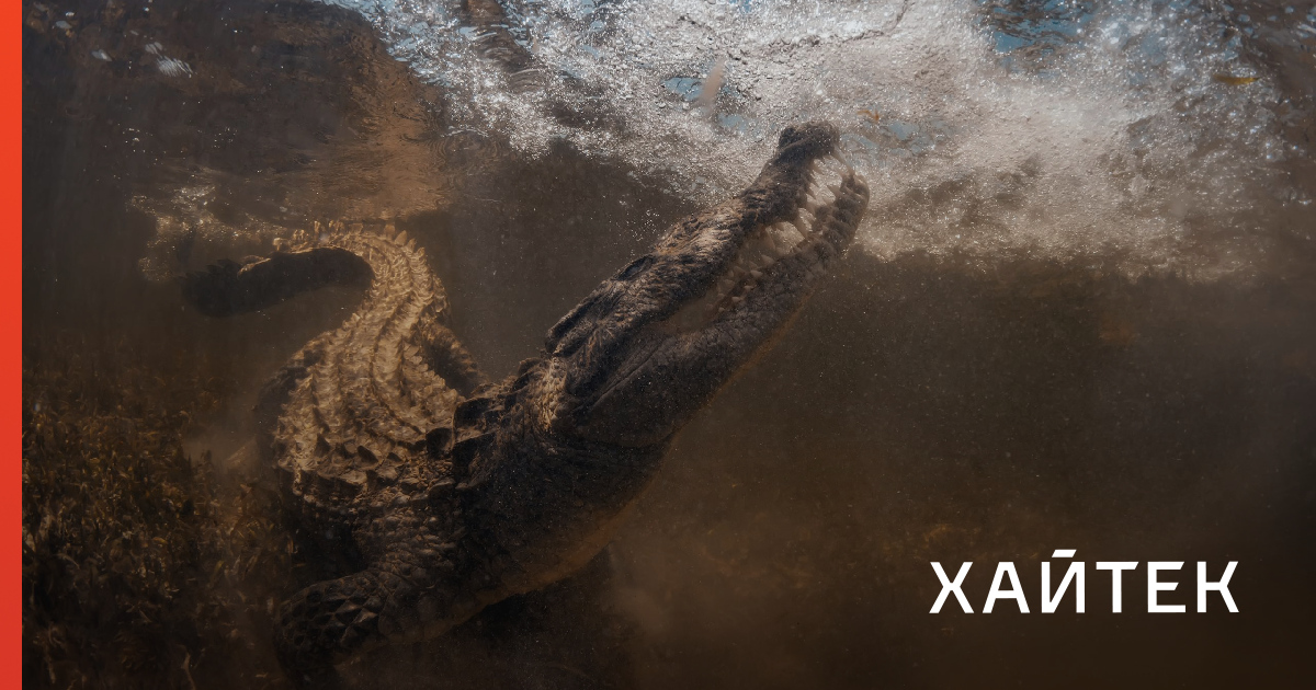 Палеонтологи нашли новый вид доисторического карликового крокодила. Он ...