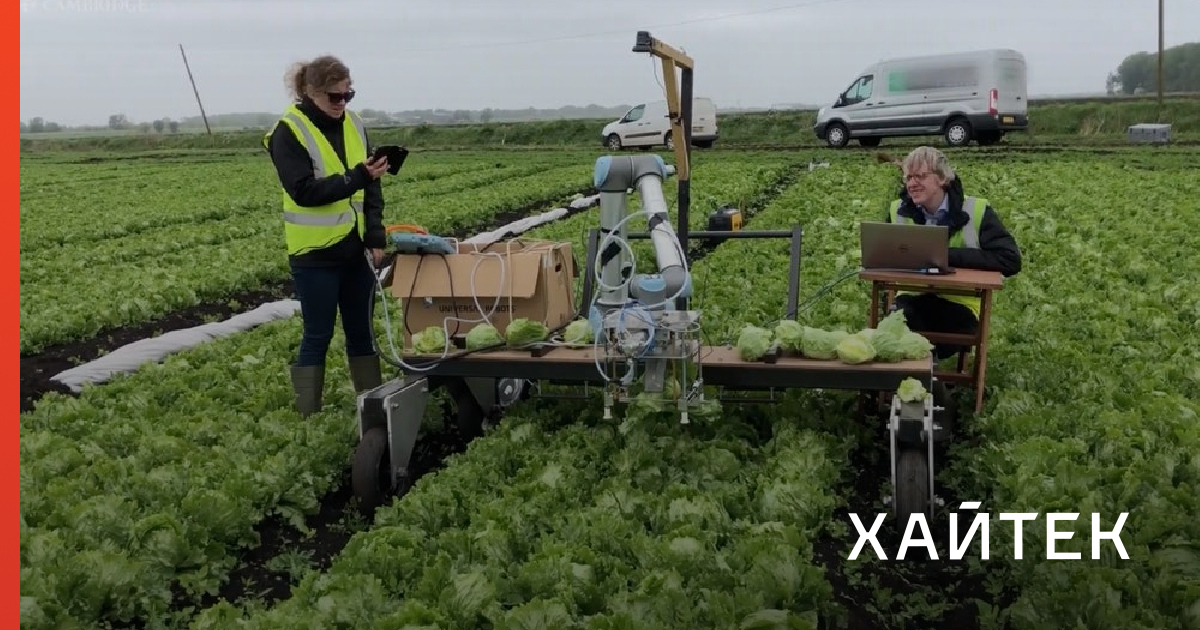 Инженеры создали робота Vegebot для уборки салата. Он найдет спелые ...