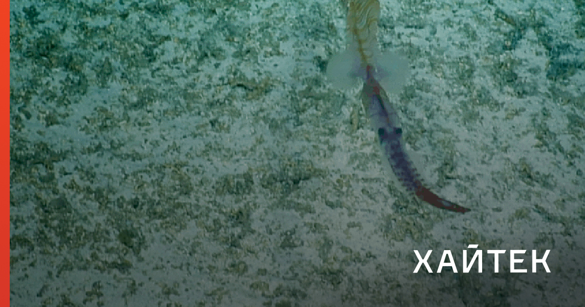 Посмотрите на редкий вид глубоководного кальмара, который ученые ...